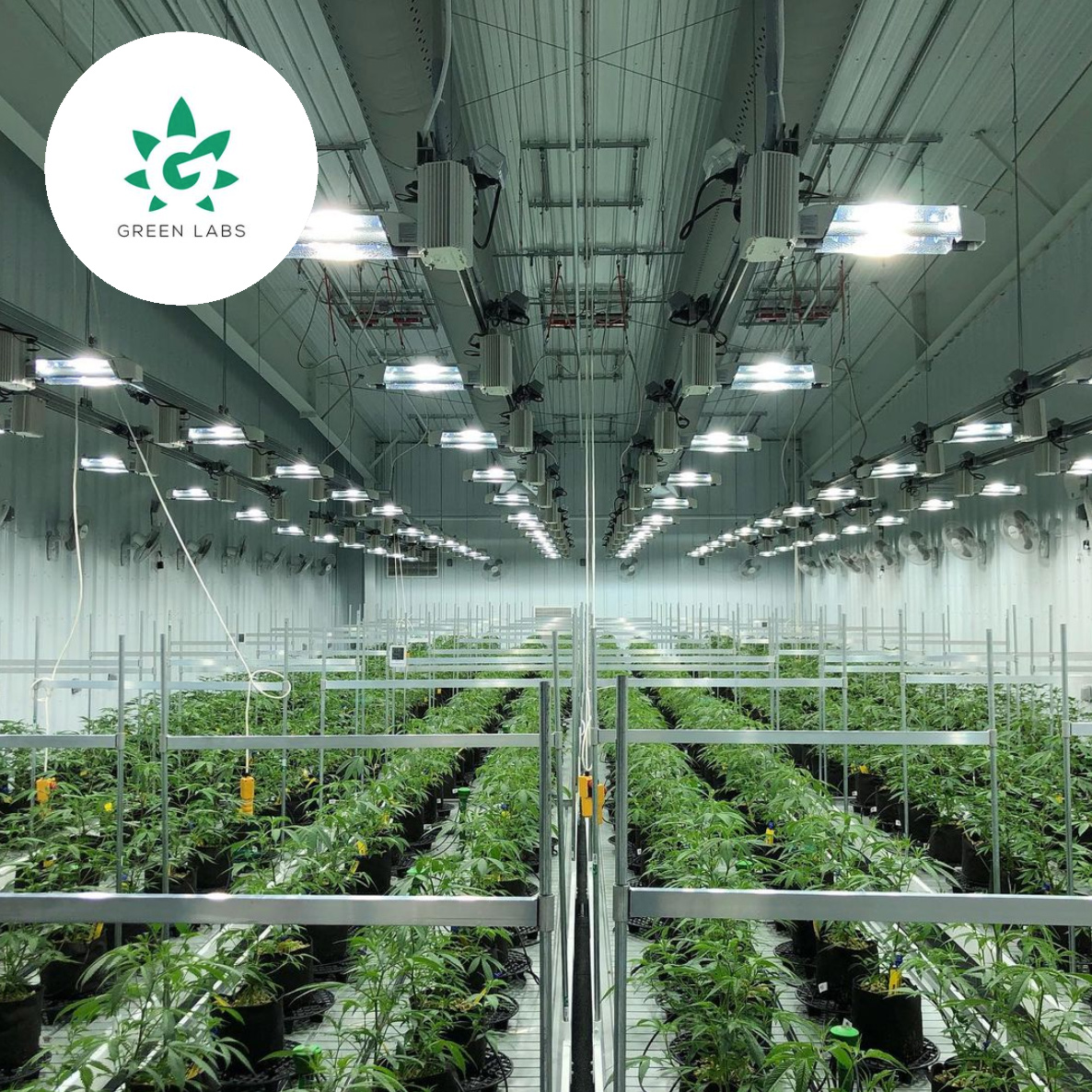 Michigan’s Cannabis Regulatory Agency now official – MiCannaTrail