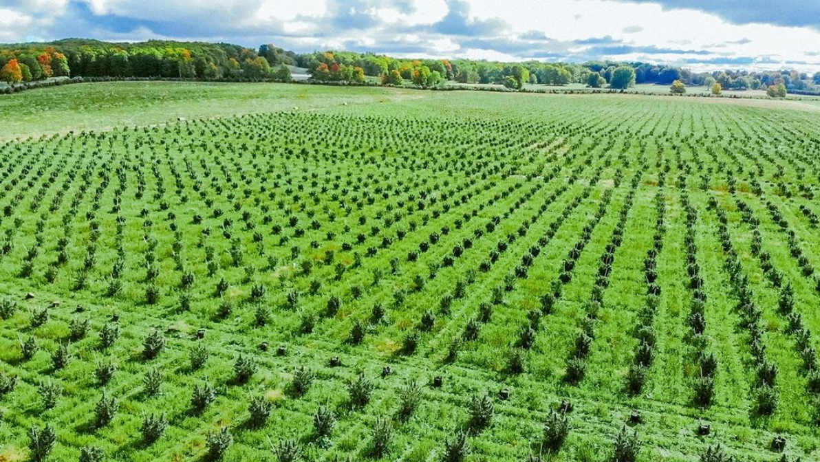 Cars to Cannabis: can the marijuana industry become the next big job ...